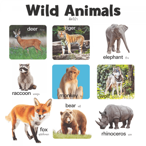 หนังสือลอยน้ำ 100 First Animals