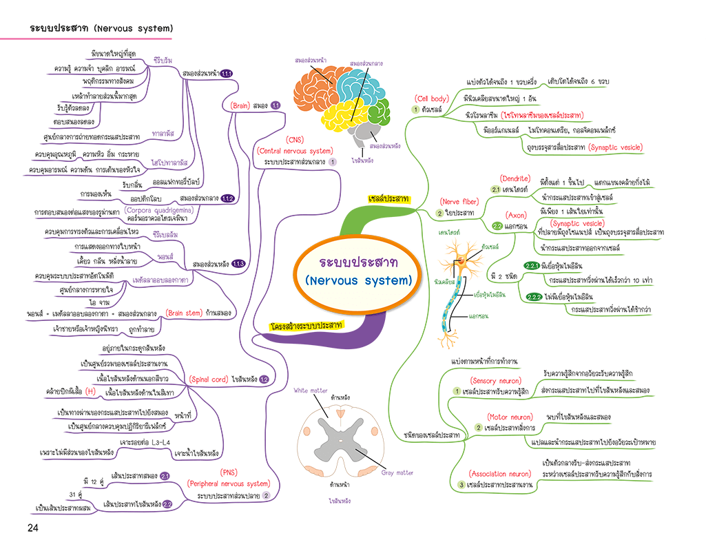 Science Map สรุปเนื้อหาวิทยาศาสตร์ ระดับมัธยมต้น